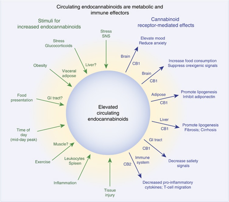 Anandamida: neurotransmissor da felicidade