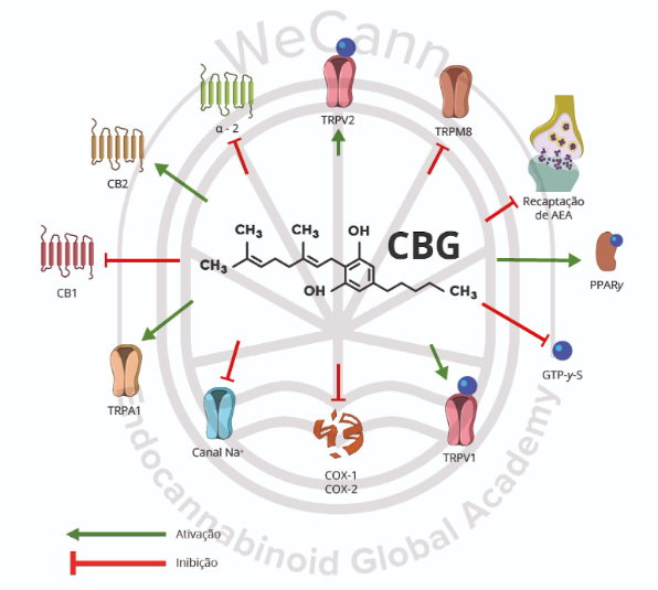 Canabigerol Cbg O Canabinoide Emergente