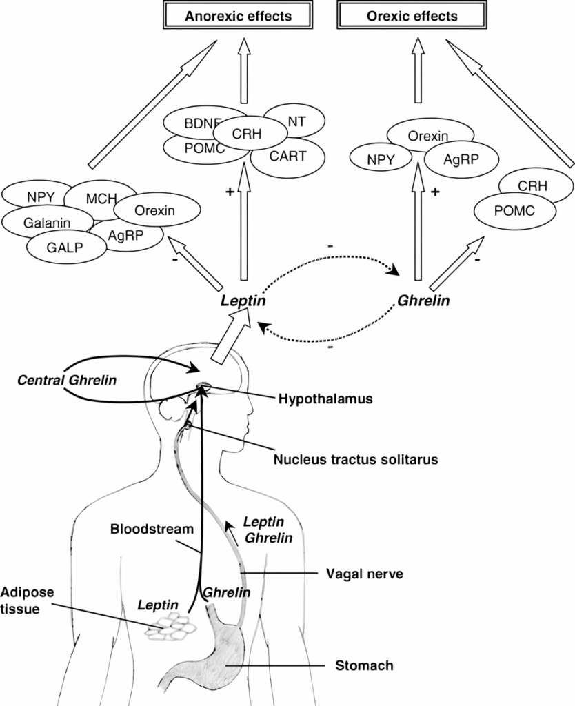 Leptina: o hormônio da saciedade e energia
