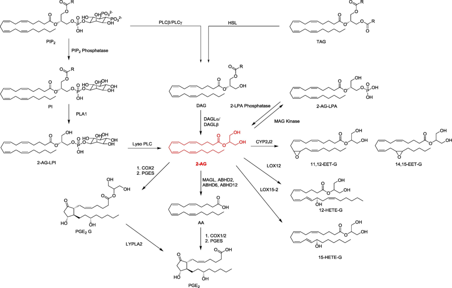 O 2-AG e a relação com o sistema imunológico